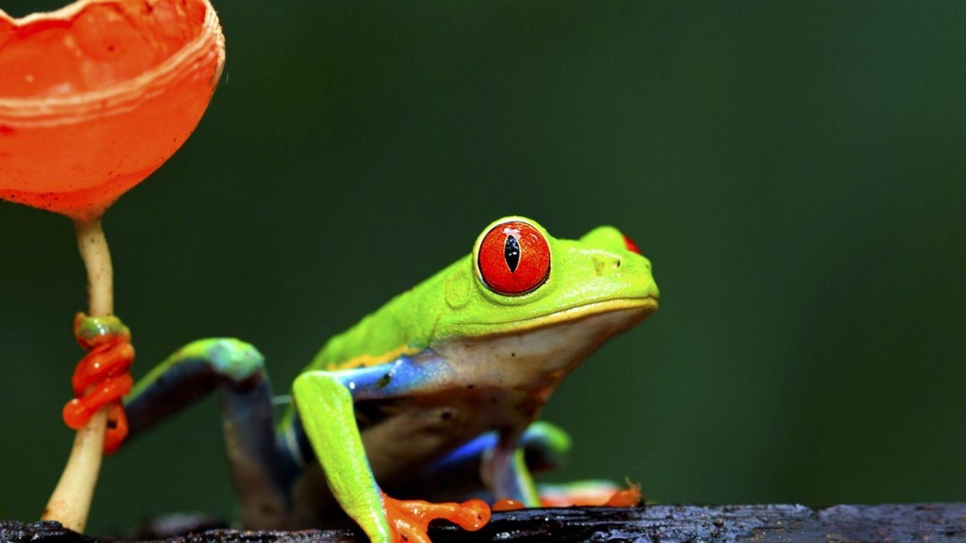 Green Tree Frog Wallpapers - Top Free Green Tree Frog Backgrounds ...