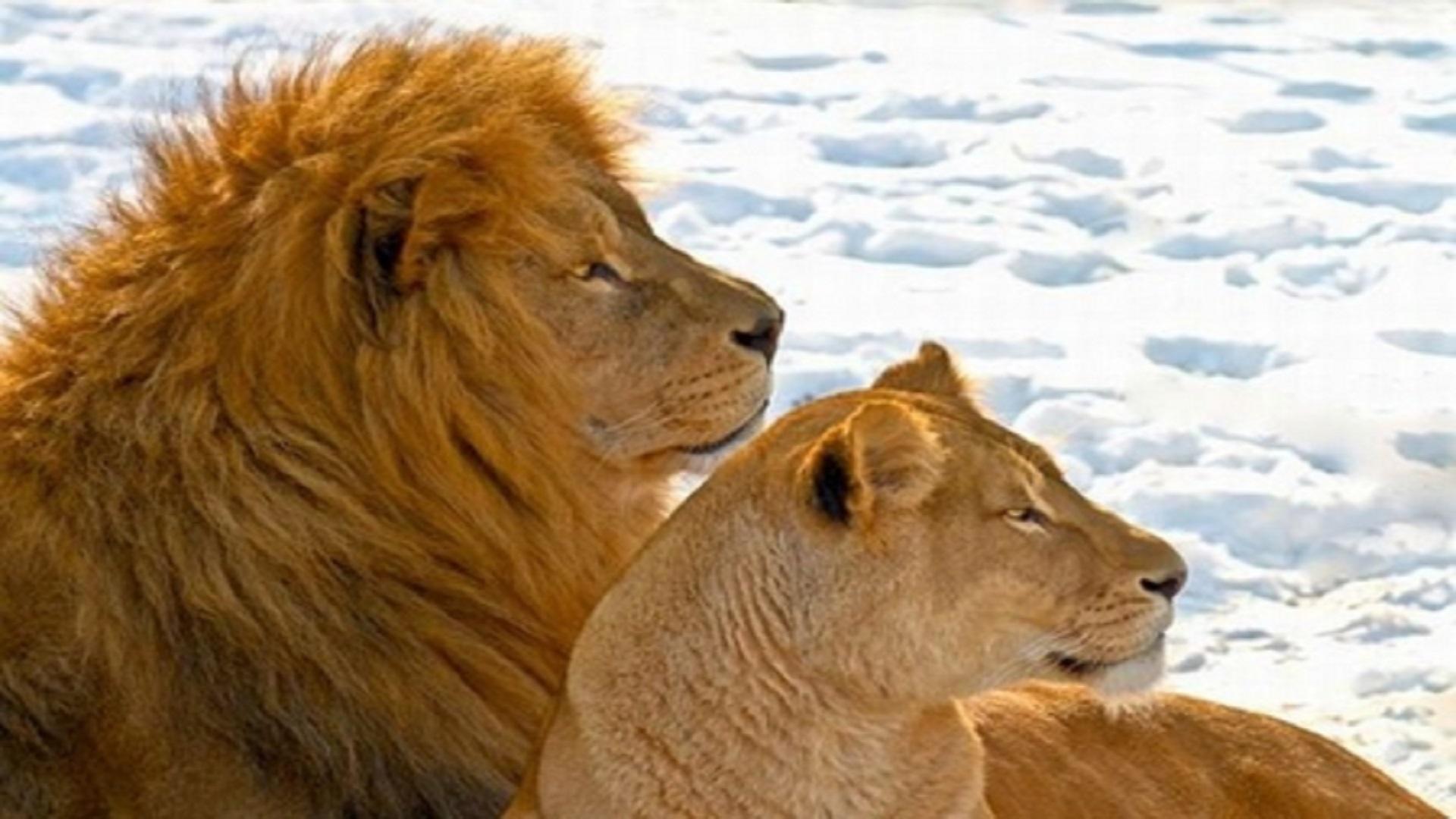 Lion Couple Wallpapers - Top Free Lion Couple Backgrounds - WallpaperAccess