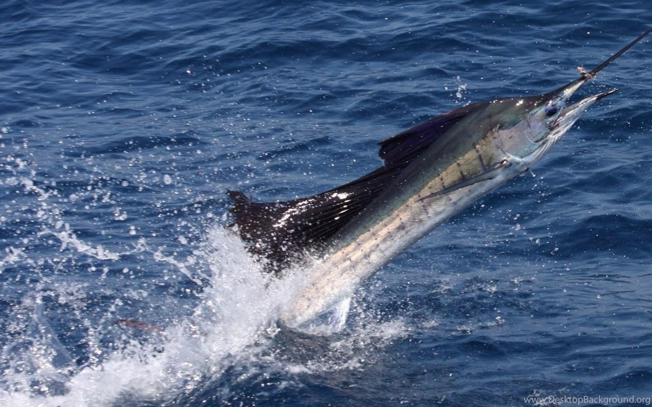 Sailfish Wallpapers - Top Free Sailfish Backgrounds - WallpaperAccess