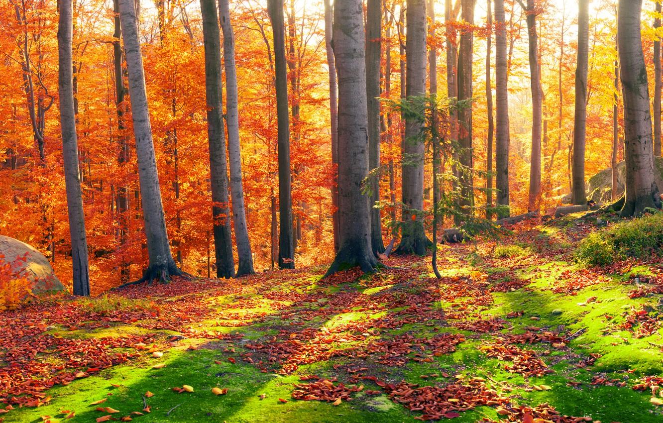 Autumn Panoramic Wallpapers - Top Free Autumn Panoramic Backgrounds ...