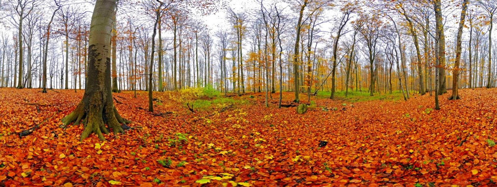 Autumn Panoramic Wallpapers - Top Free Autumn Panoramic Backgrounds ...