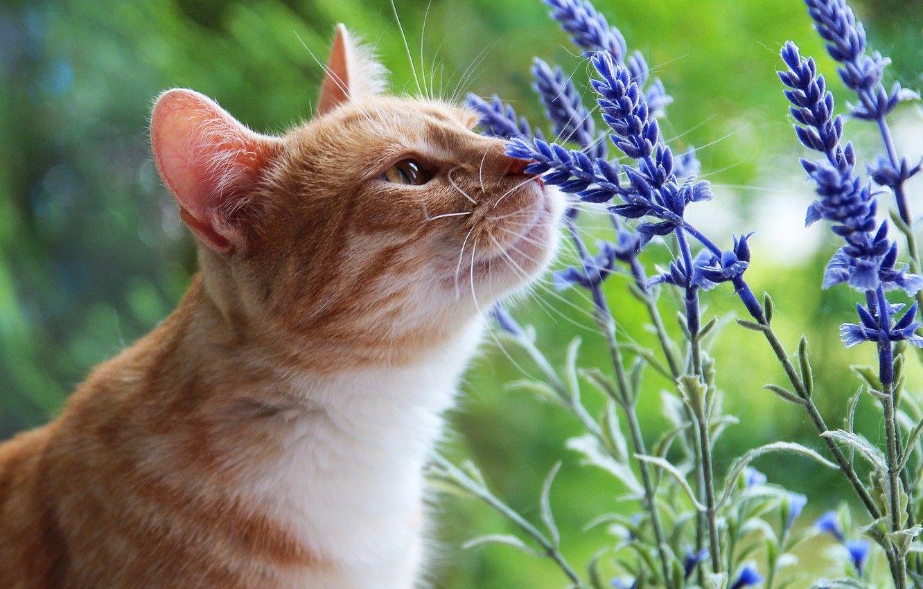 Beautiful Summer Cat Wallpapers - Top Free Beautiful Summer Cat ...