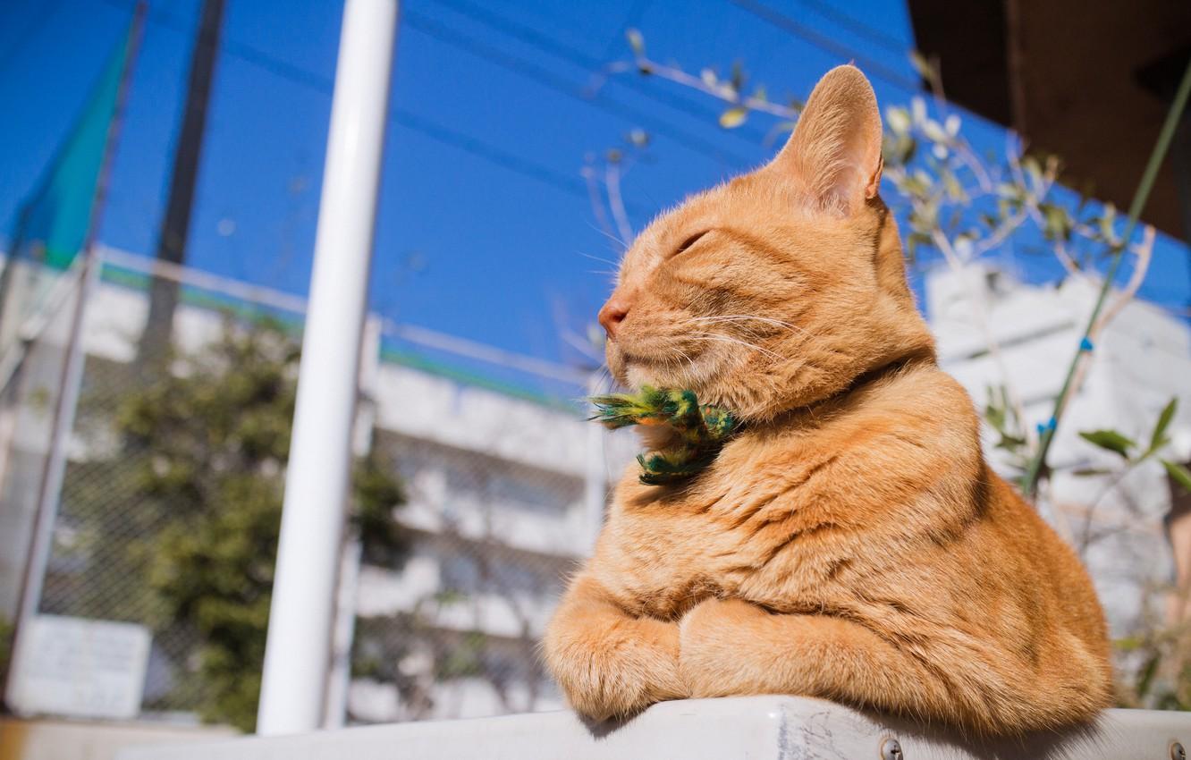 Beautiful Summer Cat Wallpapers - Top Free Beautiful Summer Cat ...