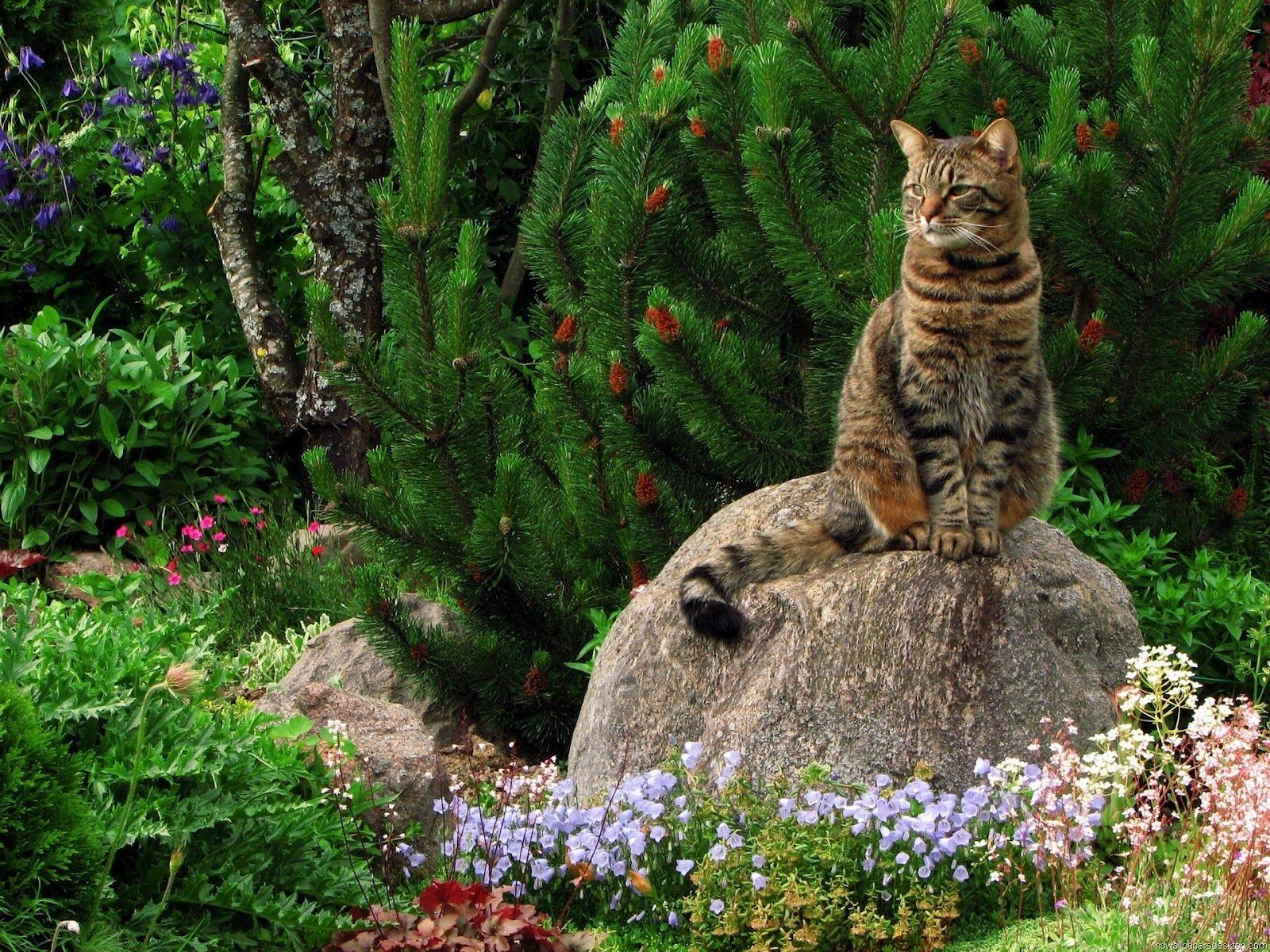 Beautiful Summer Cat Wallpapers - Top Free Beautiful Summer Cat ...