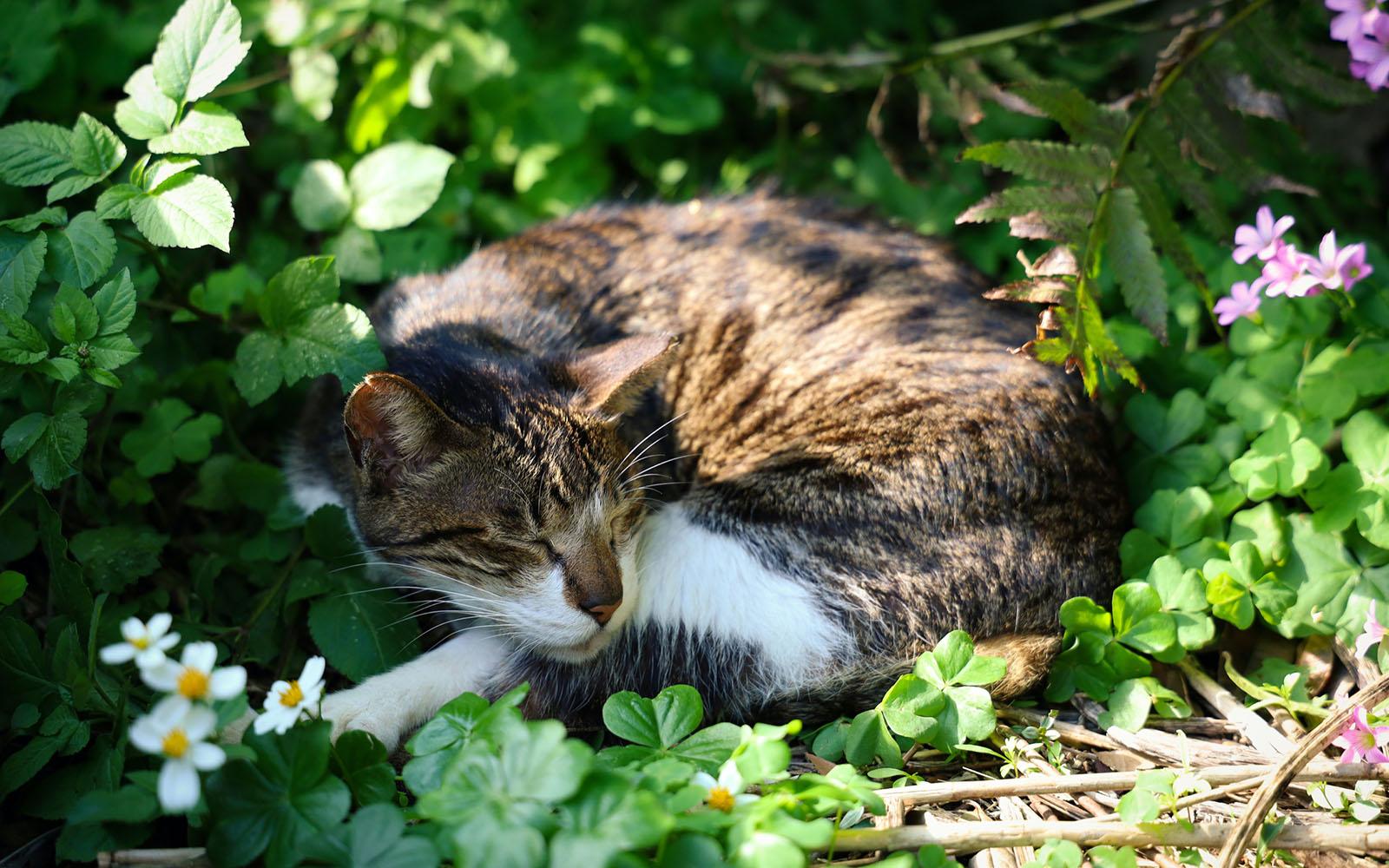 Beautiful Summer Cat Wallpapers - Top Free Beautiful Summer Cat ...