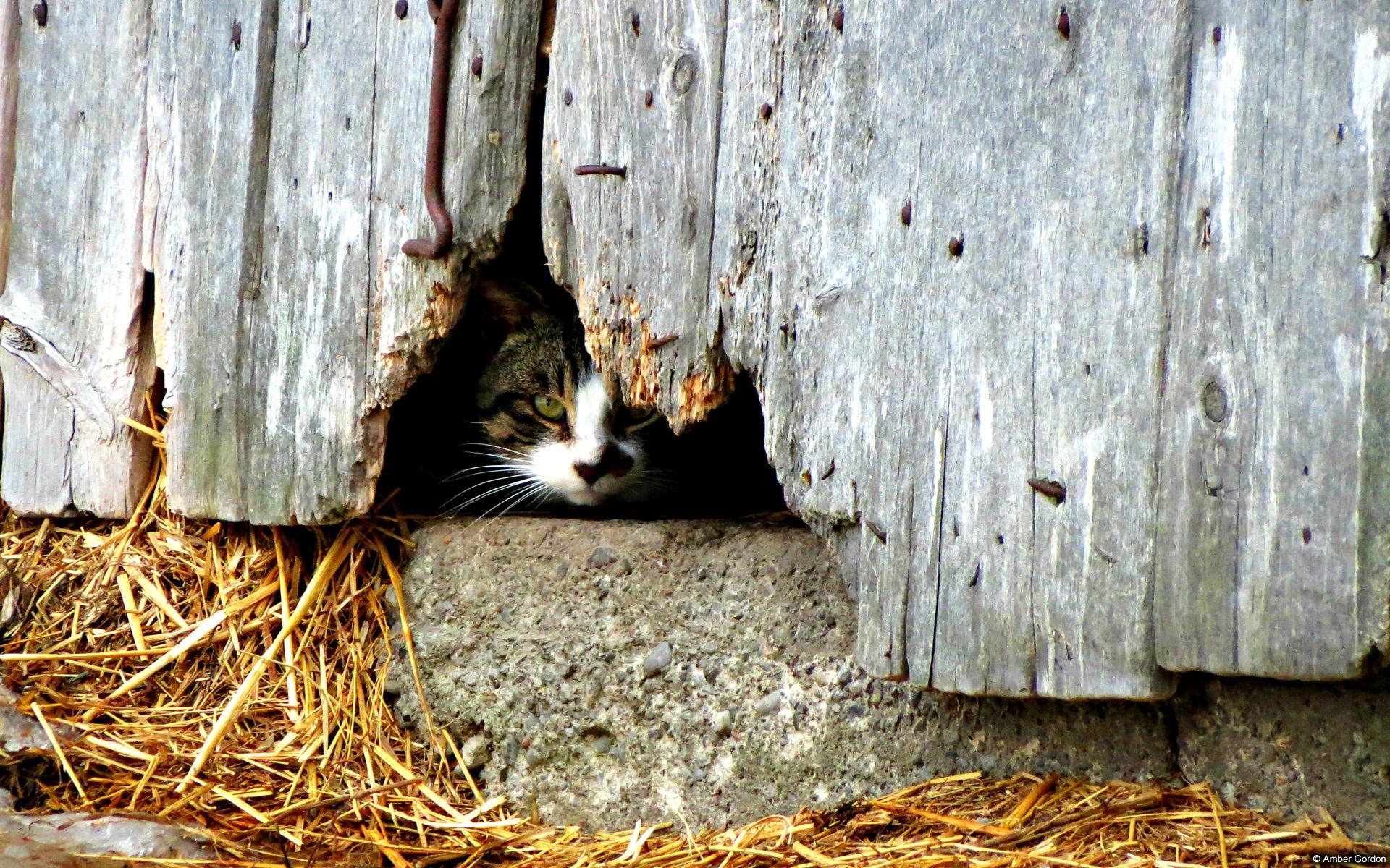 Cat Window Wallpapers - Top Free Cat Window Backgrounds - WallpaperAccess