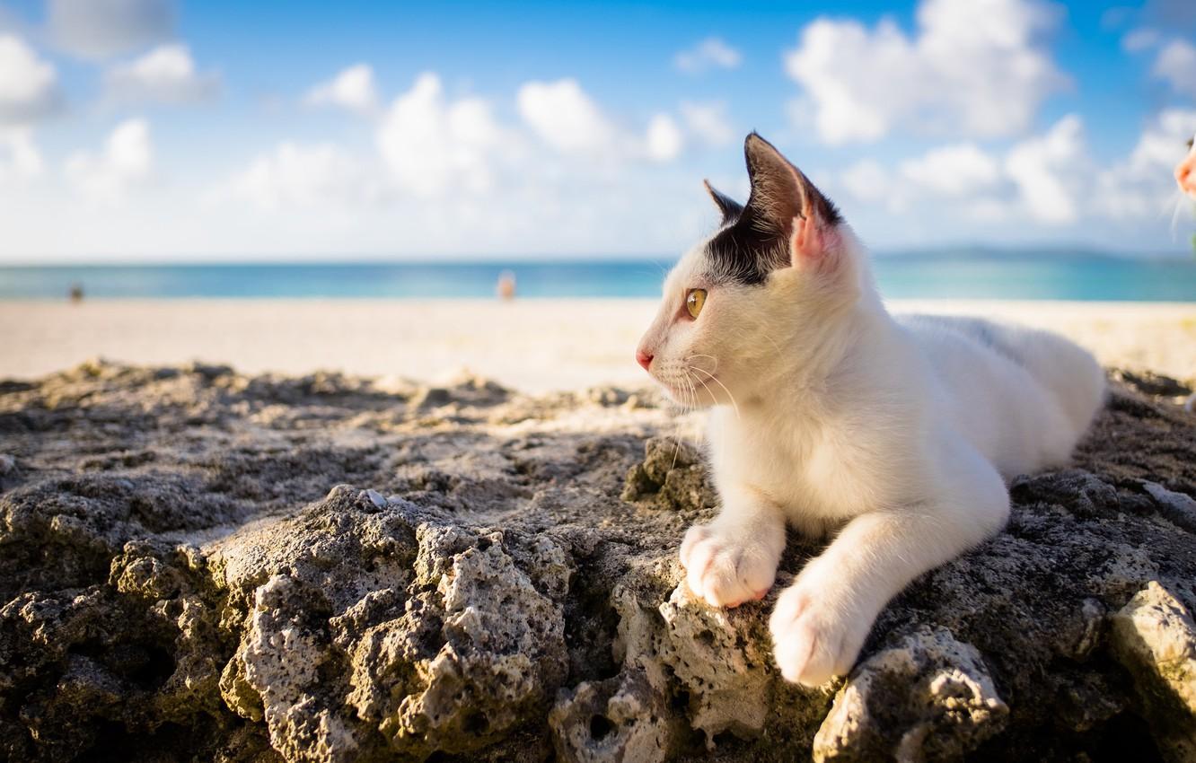 Beautiful Summer Cat Wallpapers - Top Free Beautiful Summer Cat ...