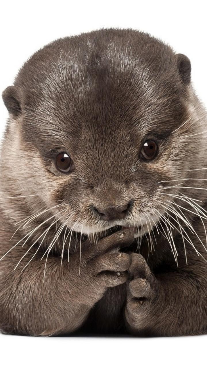 Otter Phone Wallpapers - Top Free Otter Phone Backgrounds - WallpaperAccess