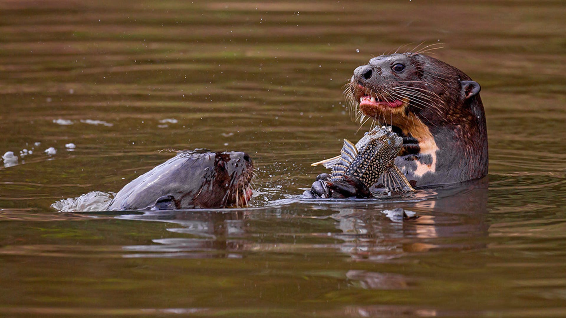River Otter Wallpapers - Top Free River Otter Backgrounds - WallpaperAccess