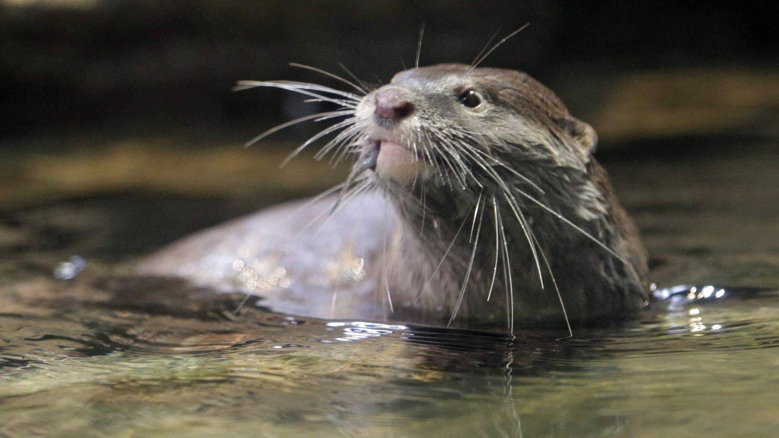 River Otter Wallpapers - Top Free River Otter Backgrounds - WallpaperAccess