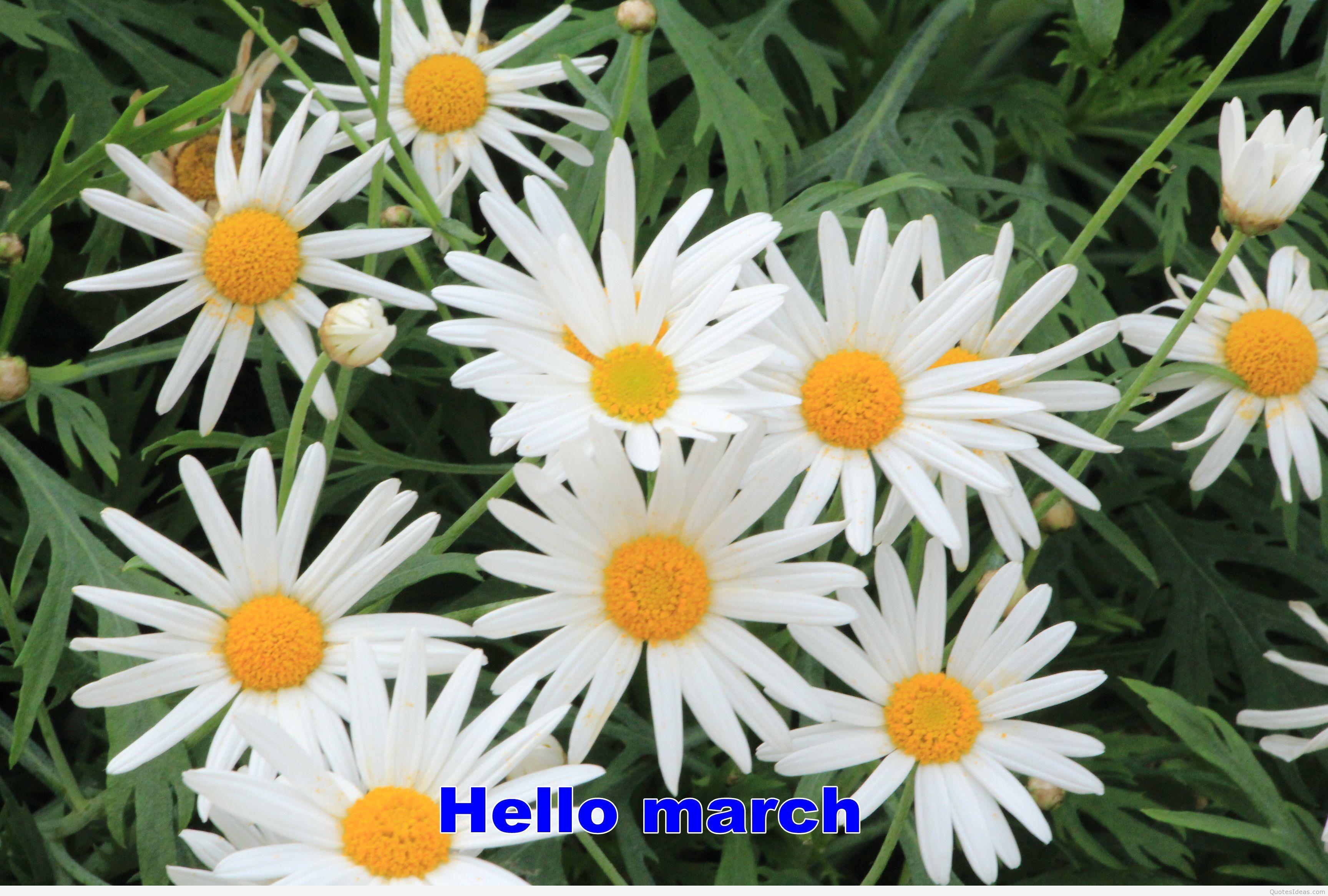 March Flowers Wallpapers - Top Free March Flowers Backgrounds ...