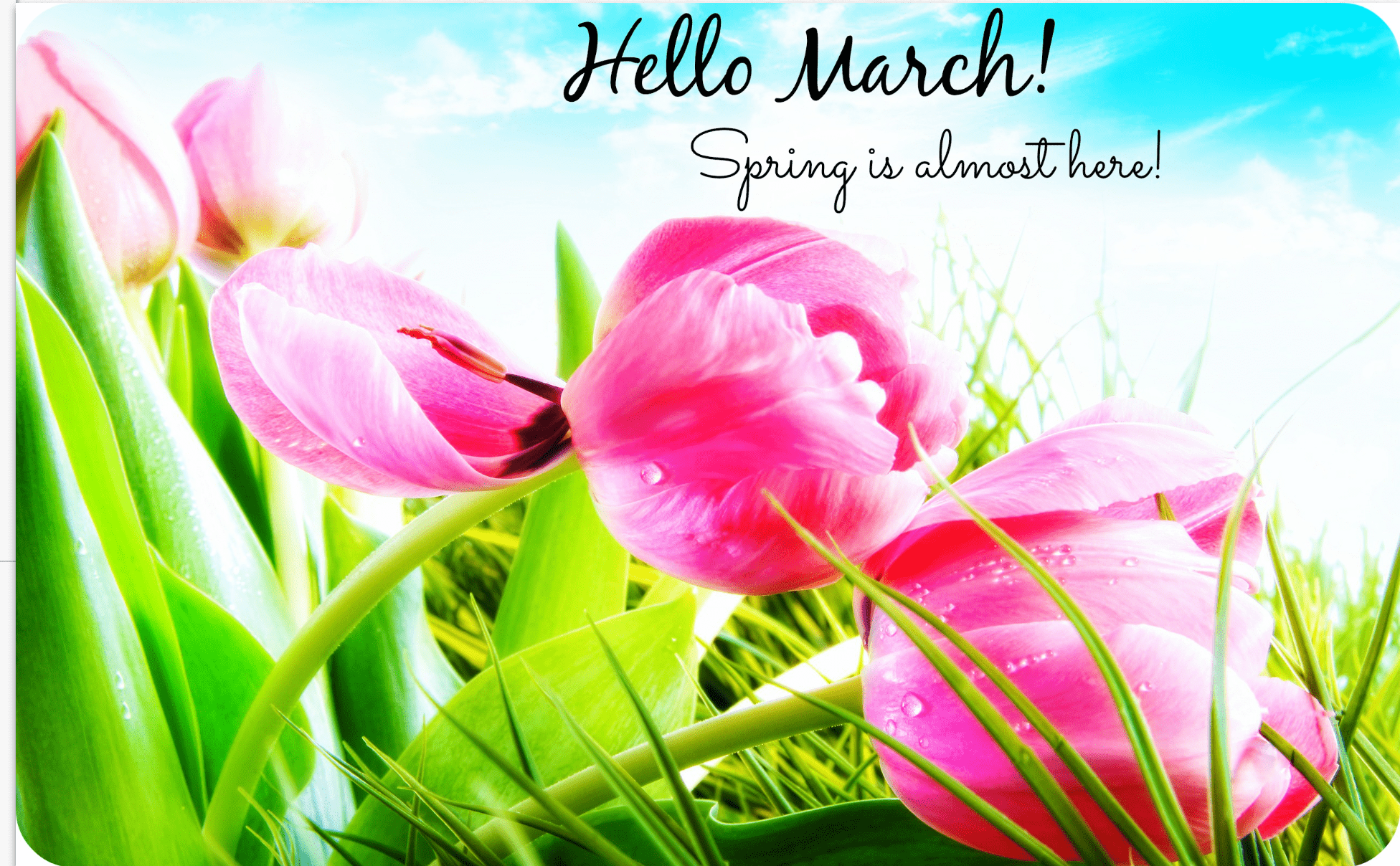 March Flowers Wallpapers - Top Free March Flowers Backgrounds ...