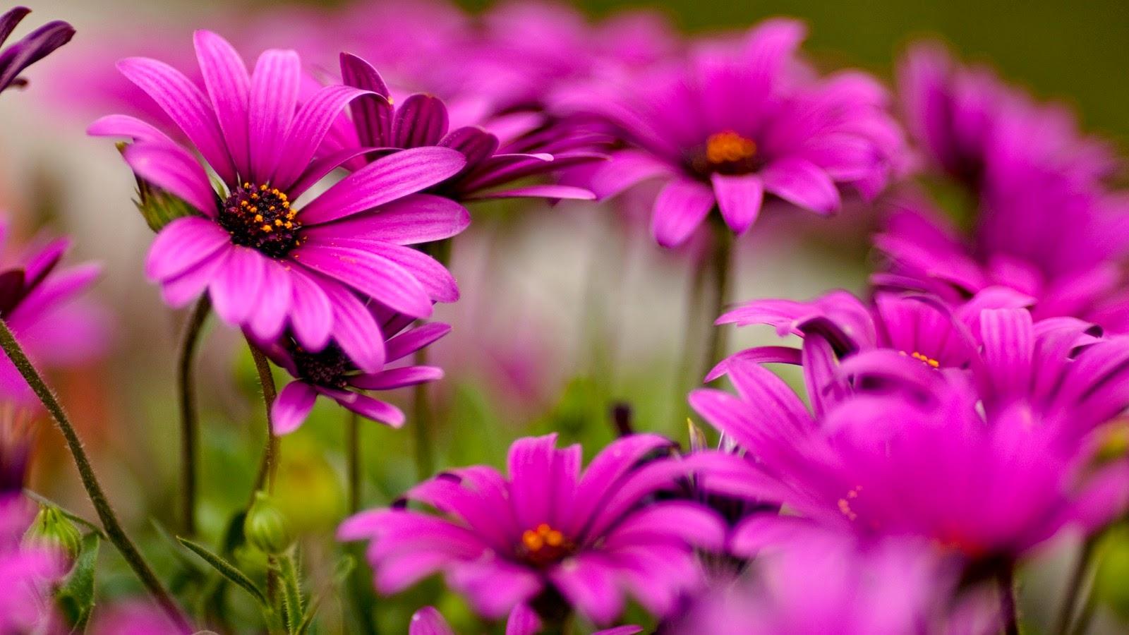 March Flowers Wallpapers - Top Free March Flowers Backgrounds ...