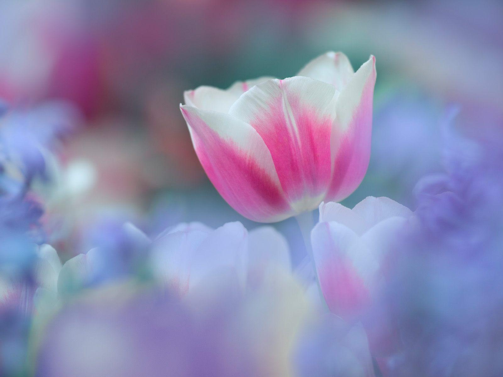 March Flowers Wallpapers - Top Free March Flowers Backgrounds ...