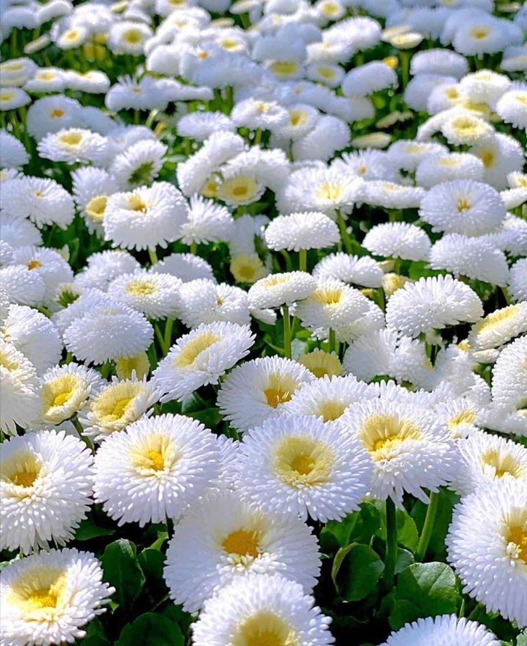 March Flowers Wallpapers - Top Free March Flowers Backgrounds ...