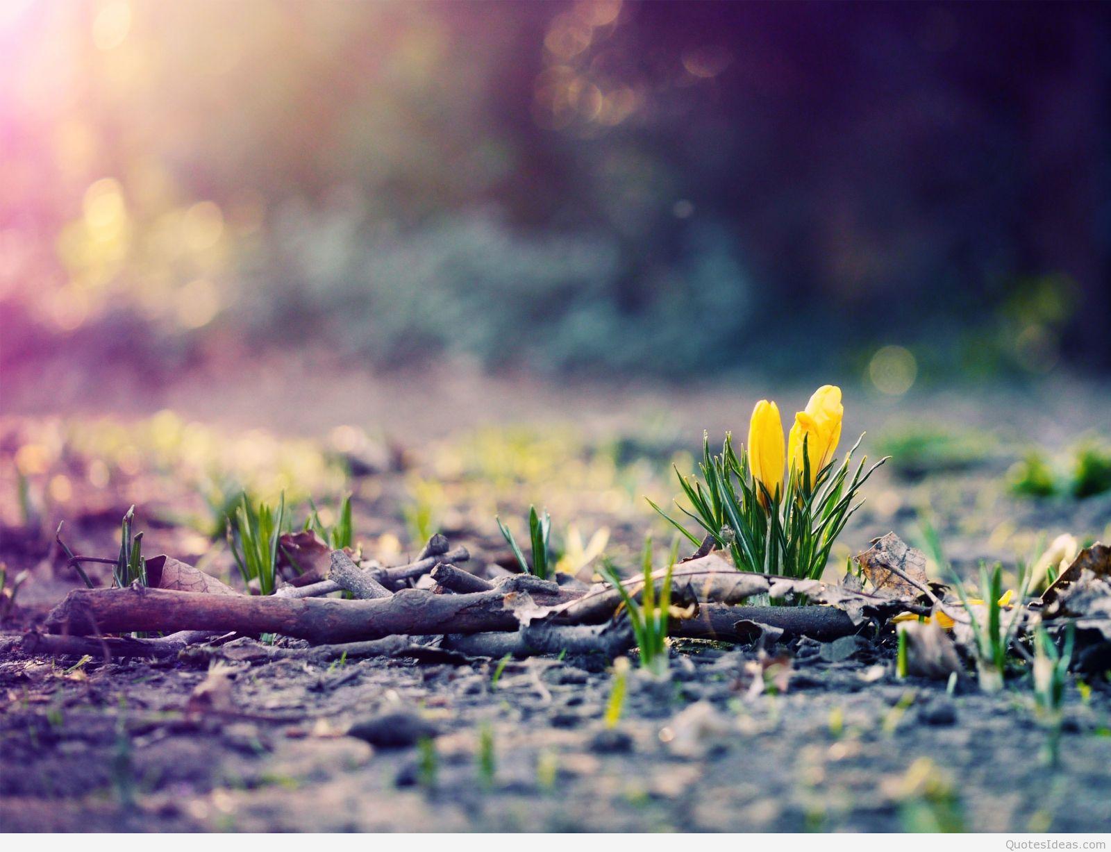 March Flowers Wallpapers - Top Free March Flowers Backgrounds ...