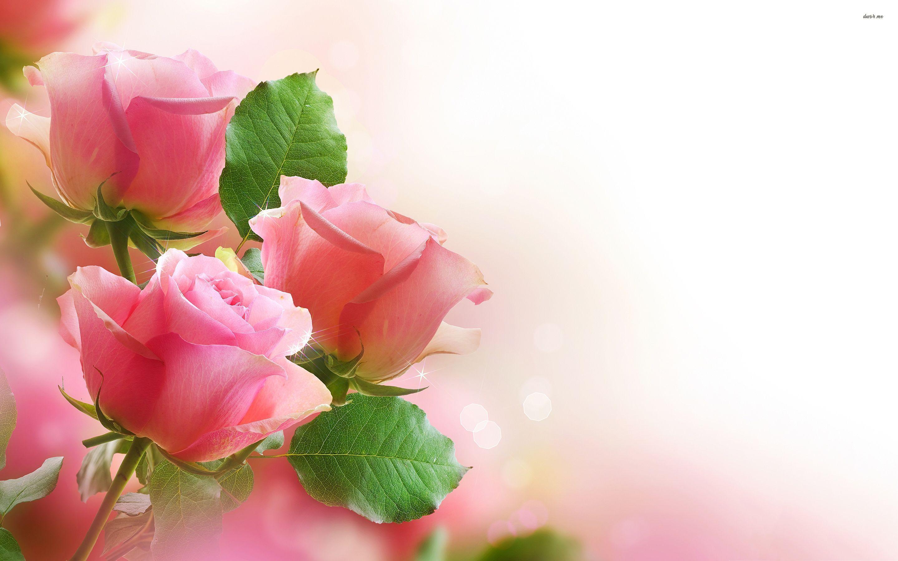 Morning Flowers Wallpapers - Top Free Morning Flowers Backgrounds ...