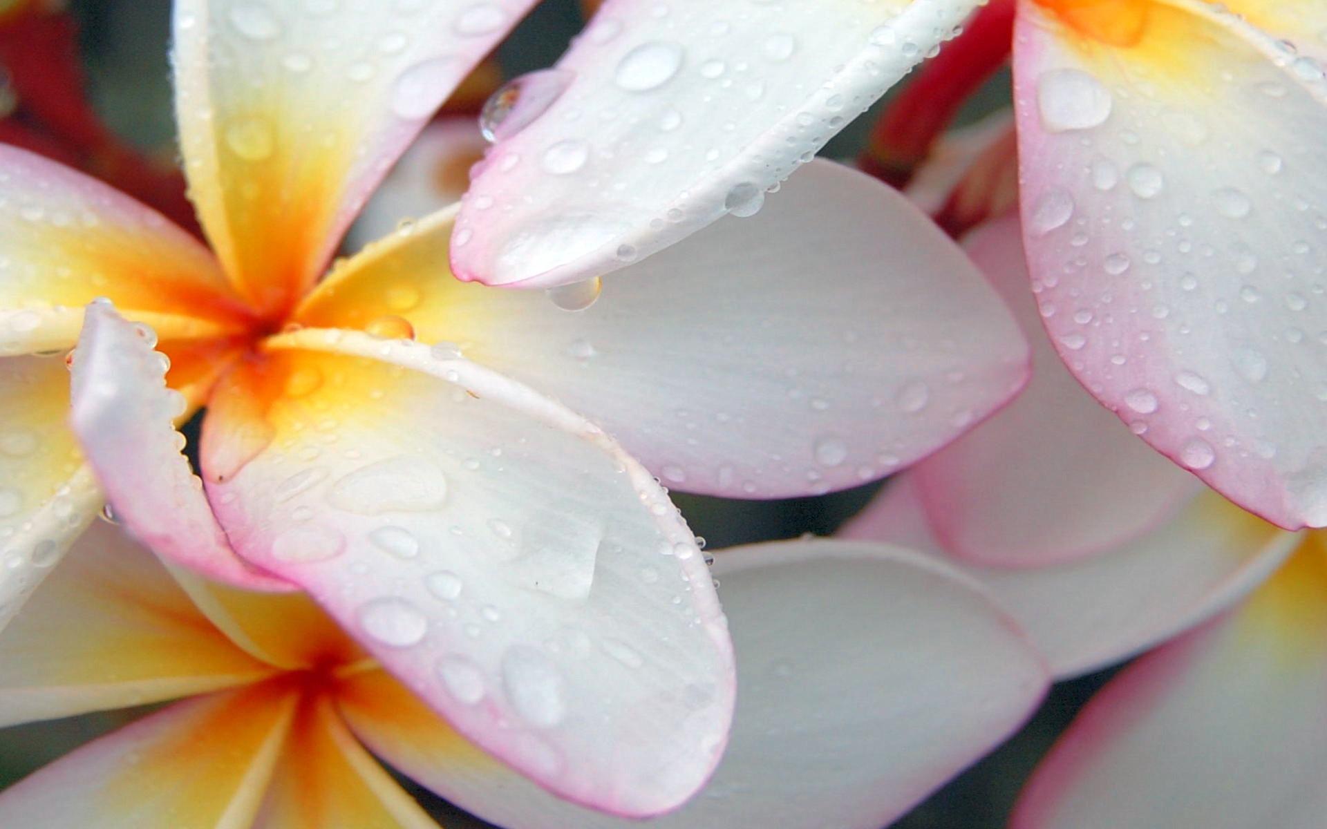 Morning Flowers Wallpapers - Top Free Morning Flowers Backgrounds ...