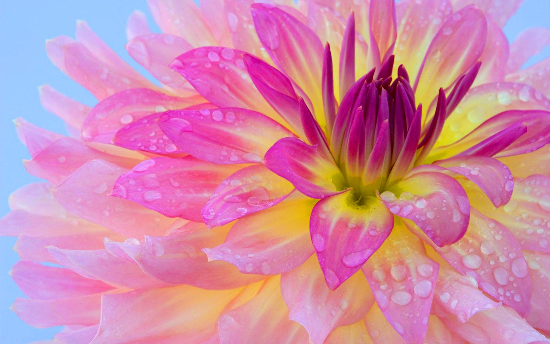 Morning Flowers Wallpapers - Top Free Morning Flowers Backgrounds ...