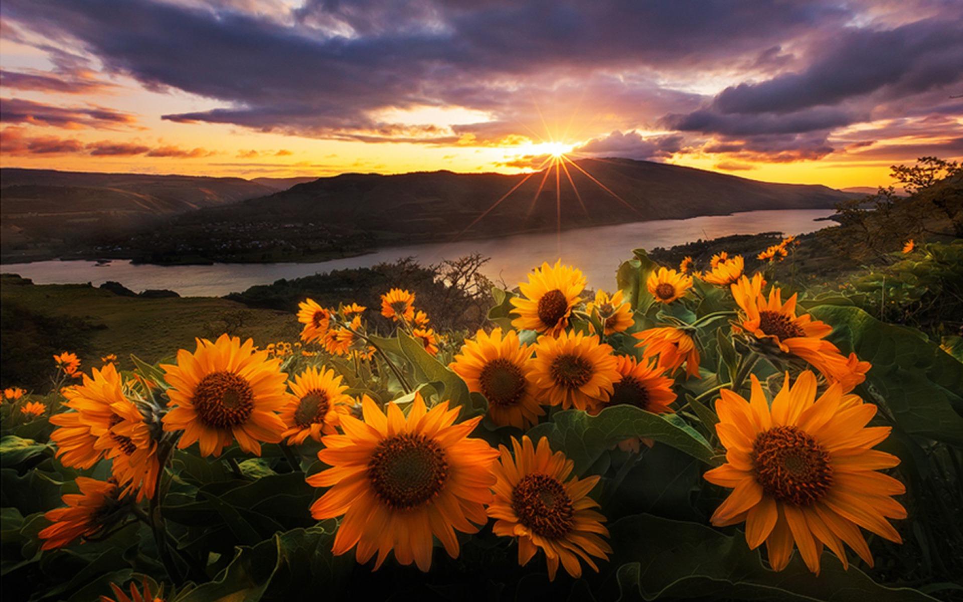 Morning Flowers Wallpapers - Top Free Morning Flowers Backgrounds ...