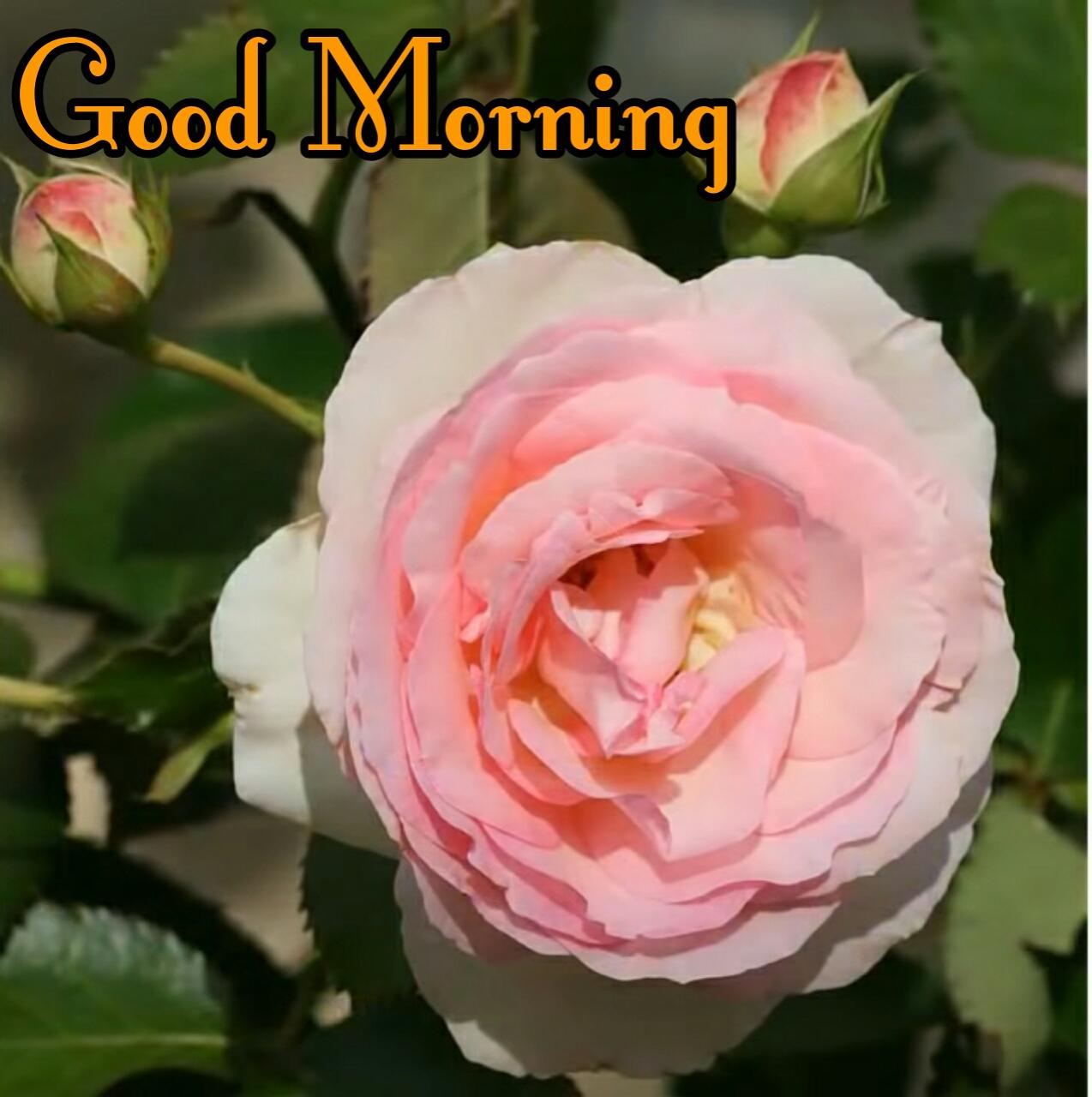 Morning Flowers Wallpapers - Top Free Morning Flowers Backgrounds ...