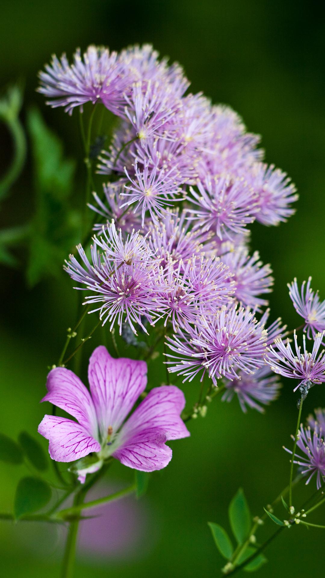 Morning Flowers Wallpapers - Top Free Morning Flowers Backgrounds ...