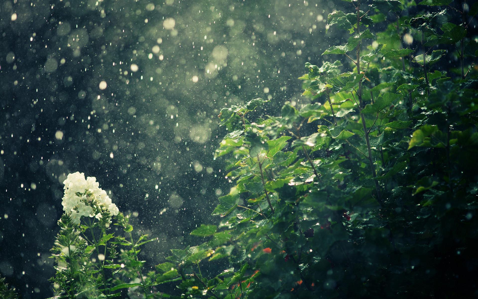 Raining Forest Wallpapers - Top Free Raining Forest Backgrounds ...
