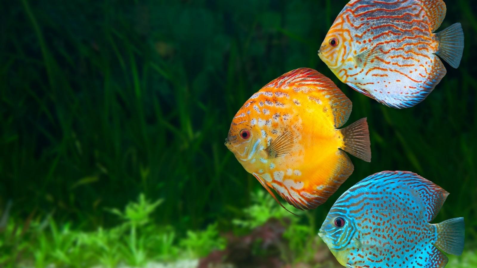 Freshwater Fish Wallpapers - Top Free Freshwater Fish Backgrounds ...