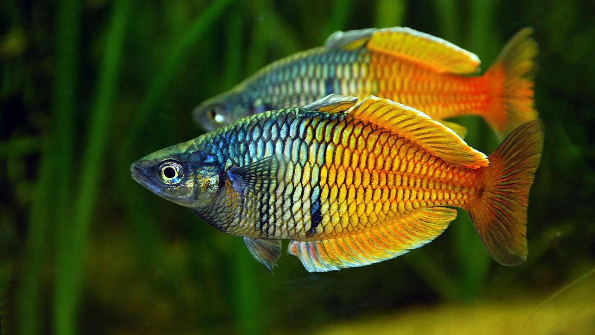 Freshwater Fish Wallpapers - Top Free Freshwater Fish Backgrounds ...