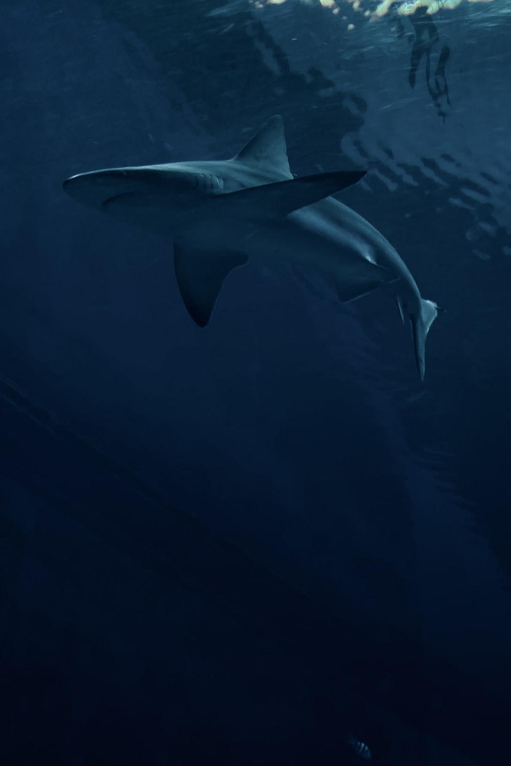 Ocean Shark Wallpapers - Top Free Ocean Shark Backgrounds - WallpaperAccess
