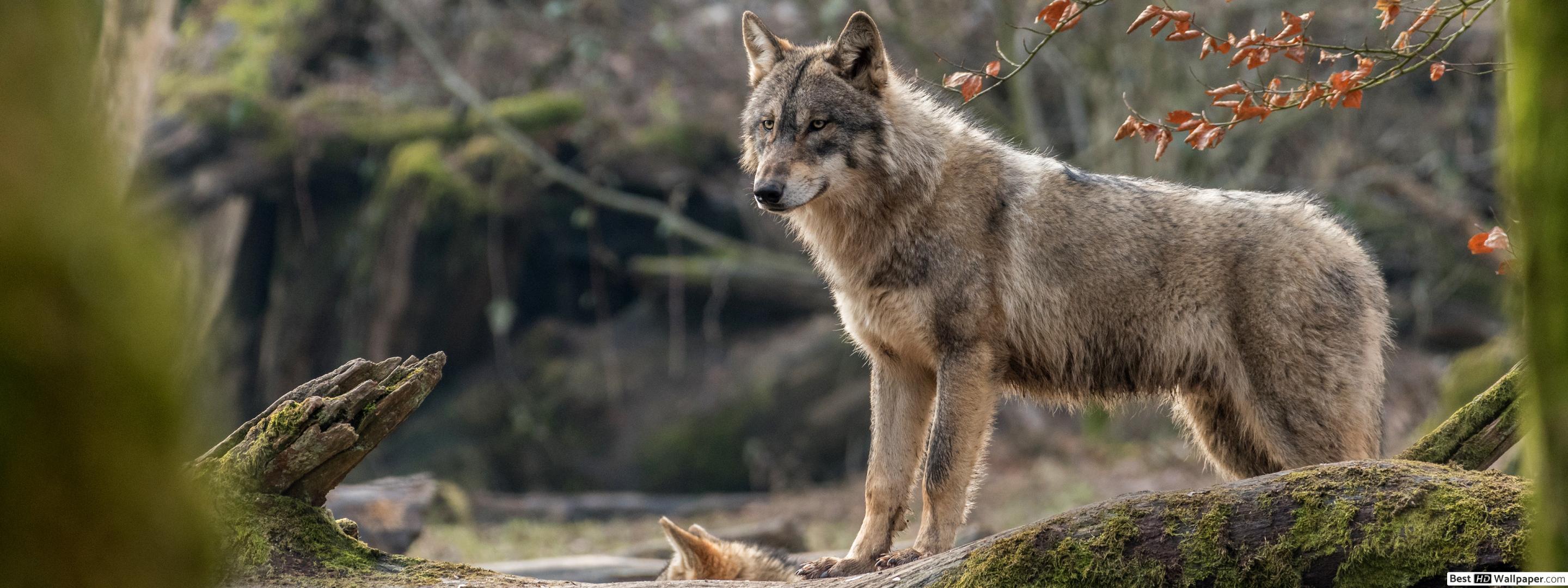 Dual Monitor Wolf Wallpapers - Top Free Dual Monitor Wolf Backgrounds ...