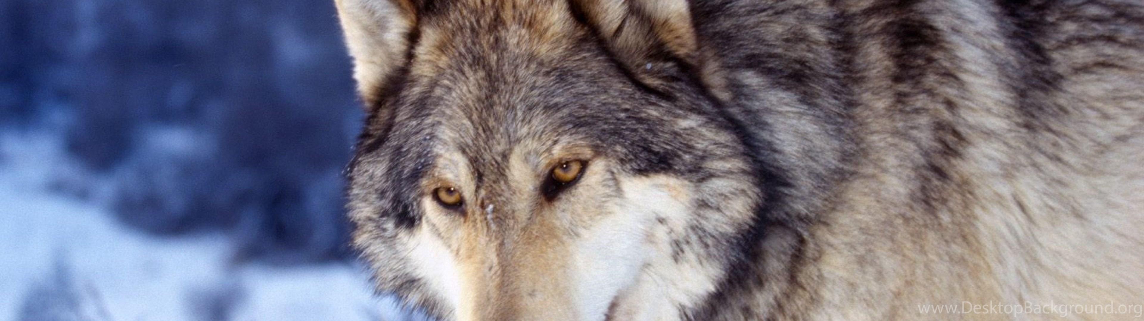 Dual Monitor Wolf Wallpapers - Top Free Dual Monitor Wolf Backgrounds ...