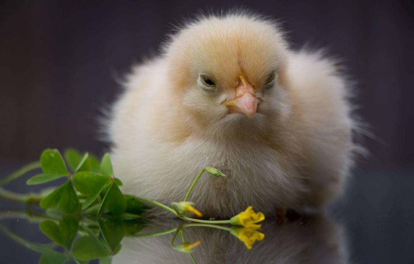 Baby Chicken Wallpapers - Top Free Baby Chicken Backgrounds ...