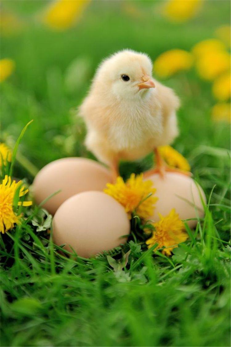 Baby Chicken Wallpapers - Top Free Baby Chicken Backgrounds ...
