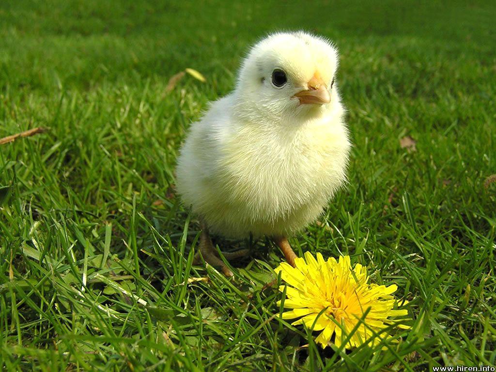 Baby Chicken Wallpapers - Top Free Baby Chicken Backgrounds ...