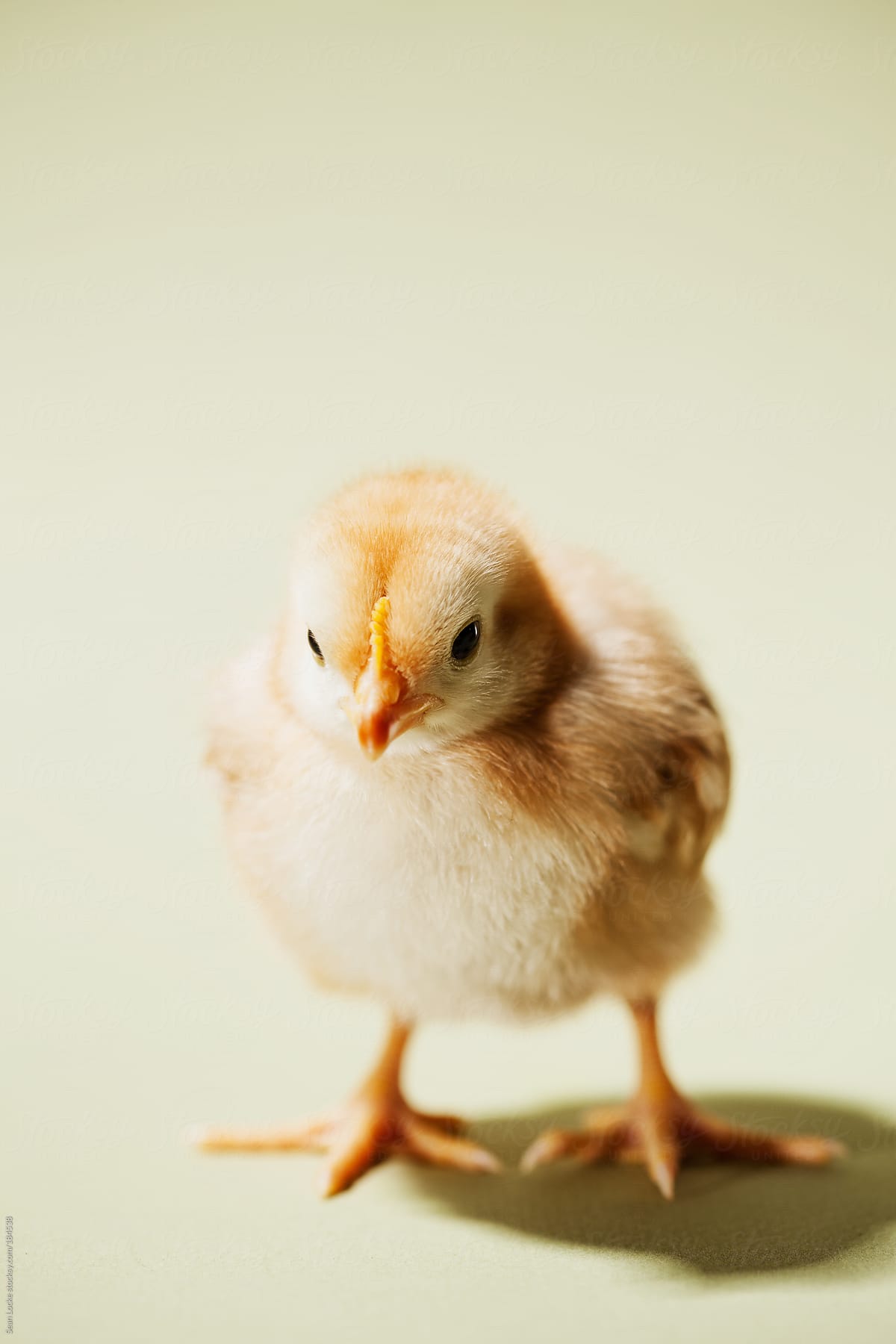 Baby Chicken Wallpapers - Top Free Baby Chicken Backgrounds ...
