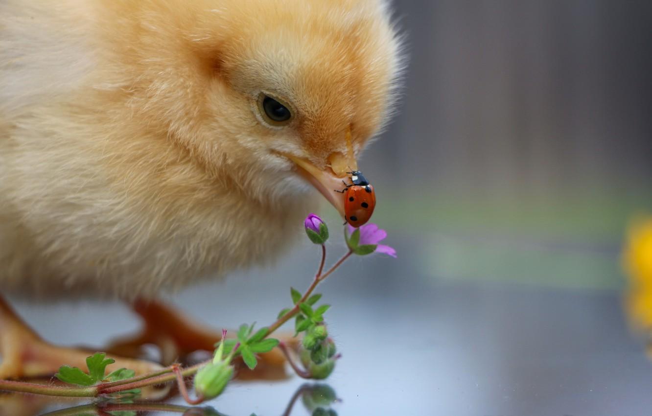 Baby Chicken Wallpapers - Top Free Baby Chicken Backgrounds ...