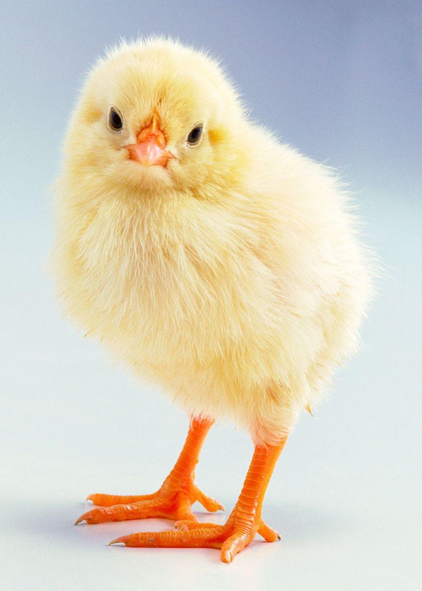 Baby Chicken Wallpapers - Top Free Baby Chicken Backgrounds ...