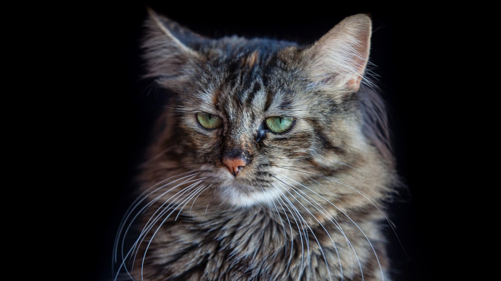 Cat Window Wallpapers - Top Free Cat Window Backgrounds - WallpaperAccess