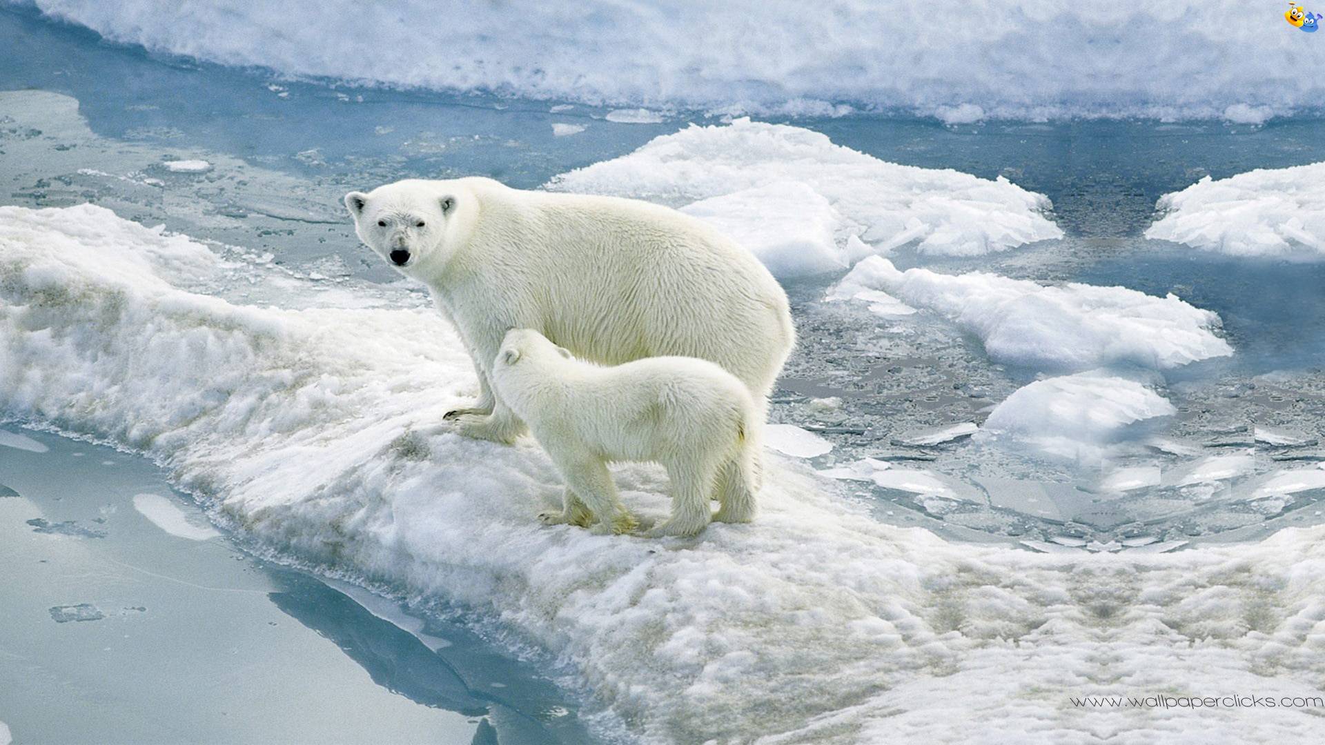 Beautiful Ice Wallpapers - Top Free Beautiful Ice Backgrounds ...