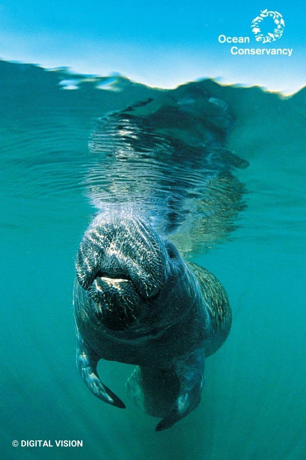 Sea Manatee Wallpapers - Top Free Sea Manatee Backgrounds - WallpaperAccess