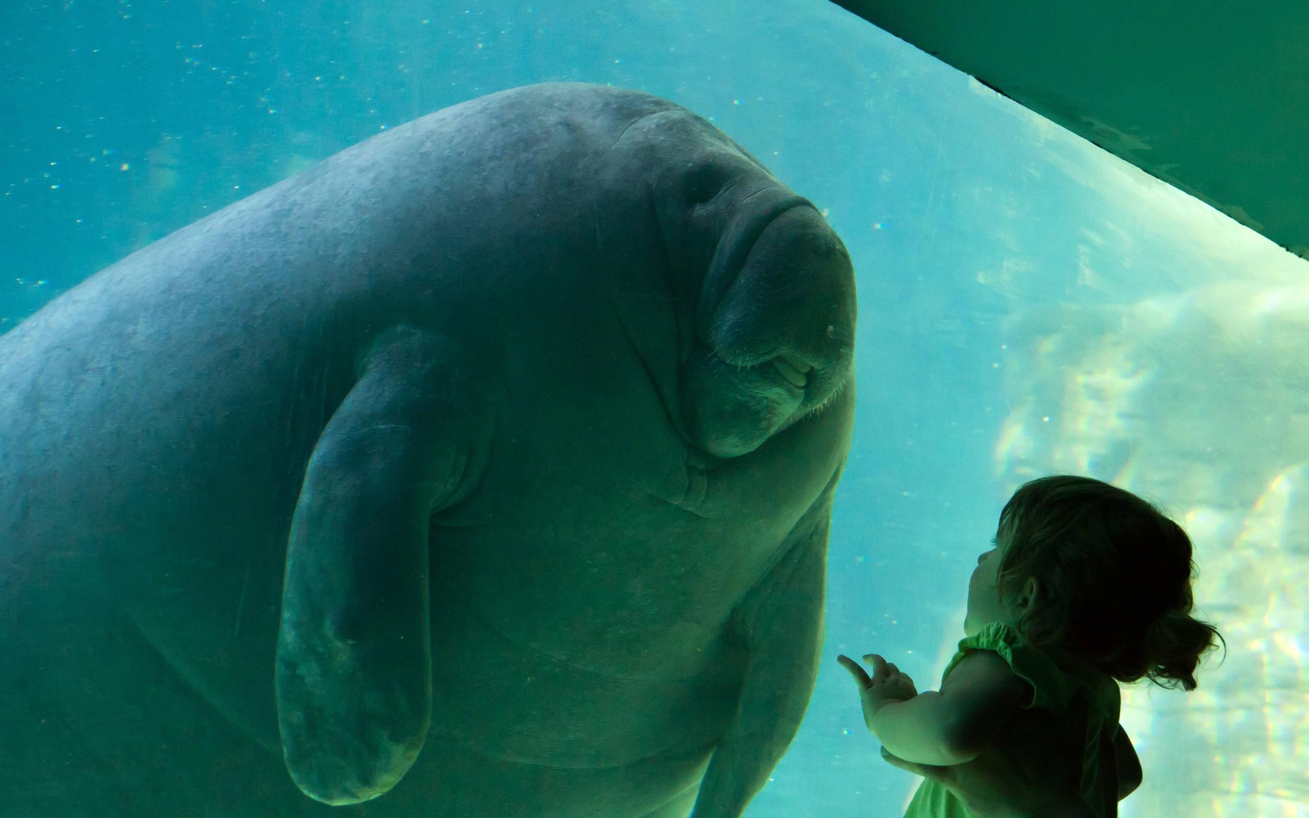 Sea Manatee Wallpapers - Top Free Sea Manatee Backgrounds - WallpaperAccess