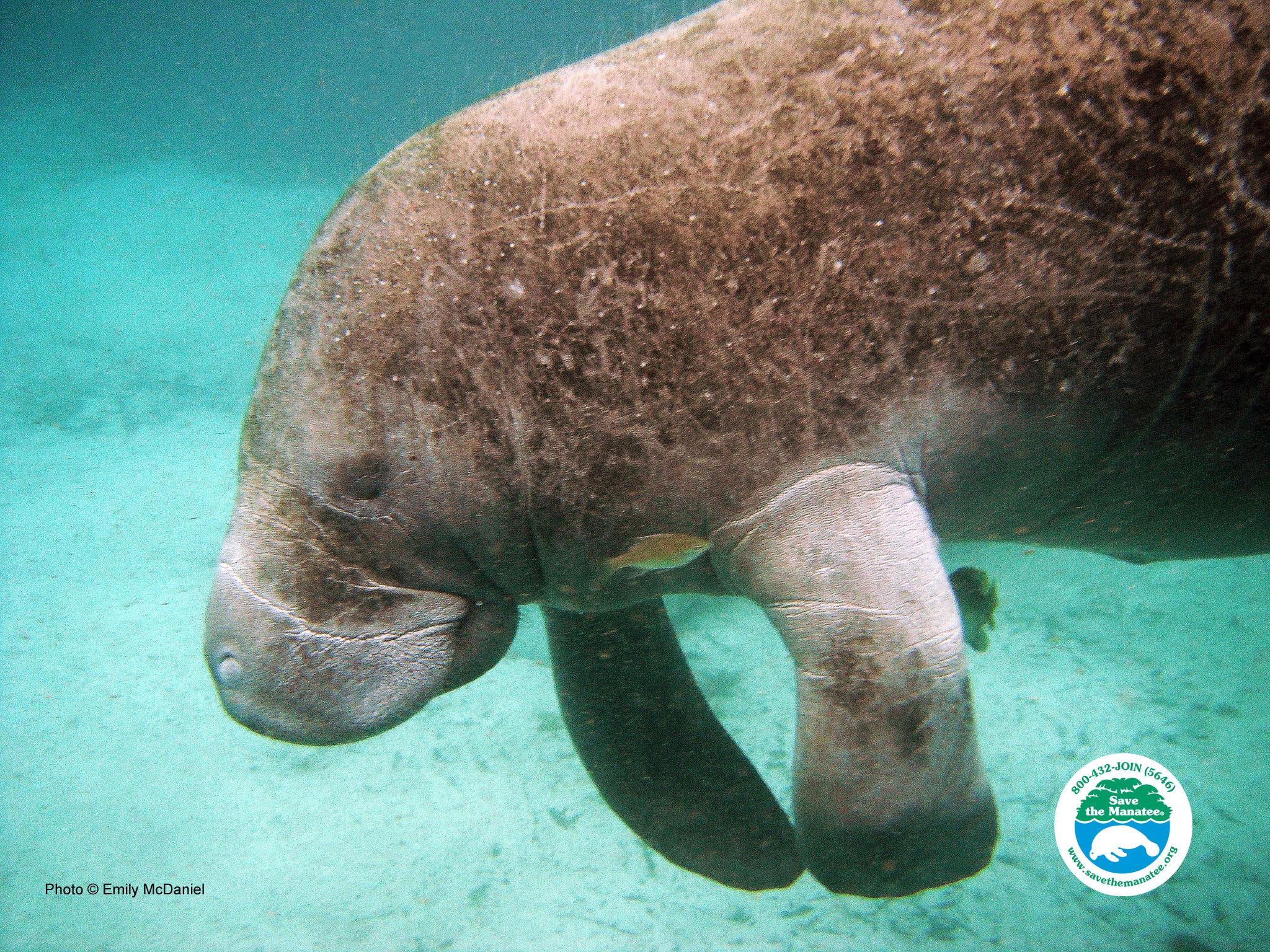 Sea Manatee Wallpapers - Top Free Sea Manatee Backgrounds - WallpaperAccess