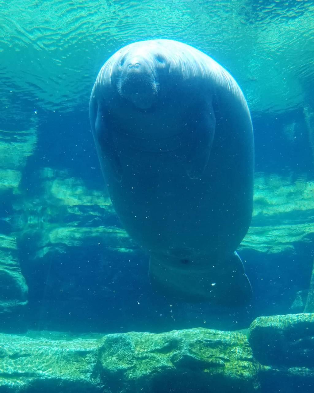 Sea Manatee Wallpapers - Top Free Sea Manatee Backgrounds - WallpaperAccess