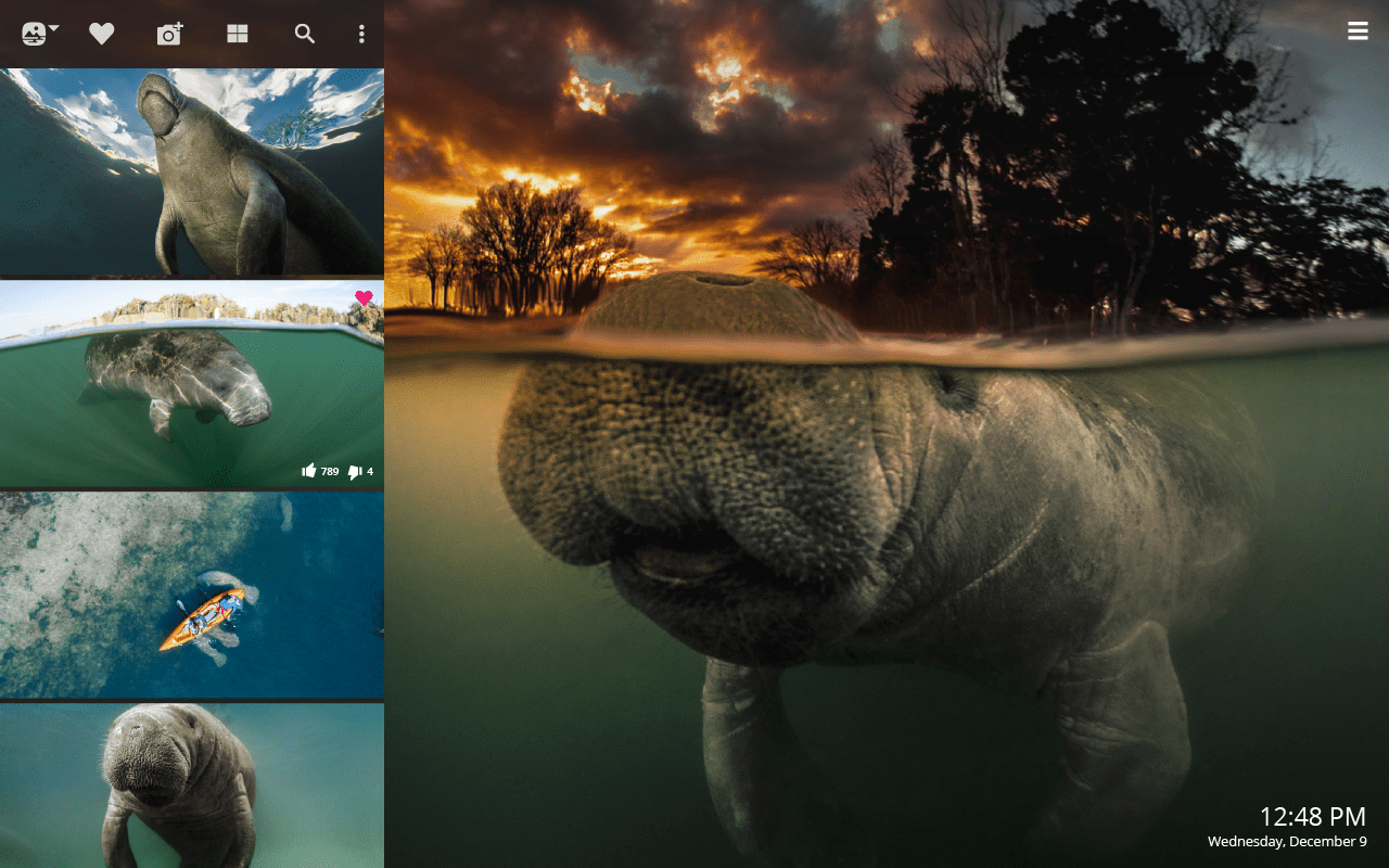 Sea Manatee Wallpapers - Top Free Sea Manatee Backgrounds - WallpaperAccess