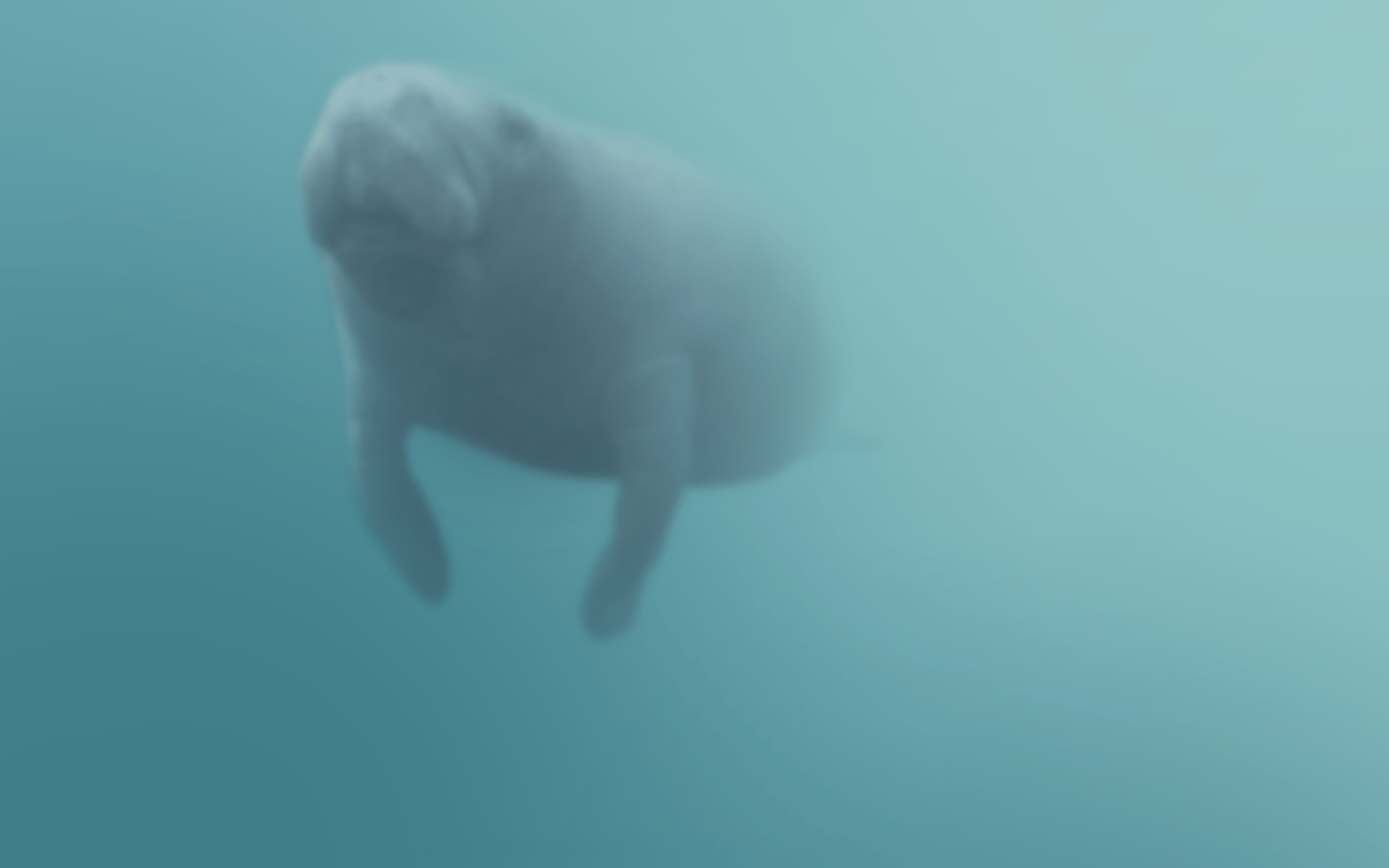 Sea Manatee Wallpapers - Top Free Sea Manatee Backgrounds - WallpaperAccess