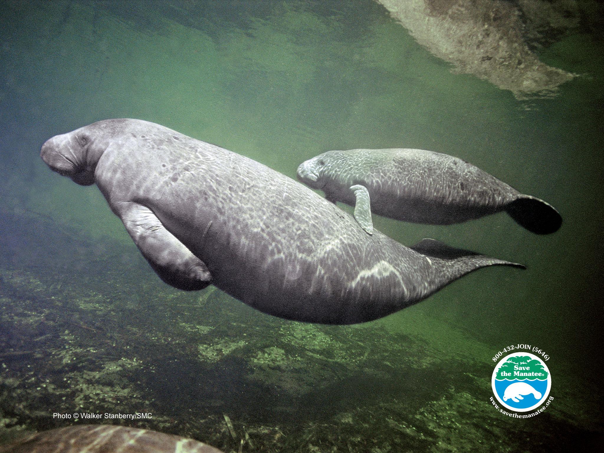 Sea Manatee Wallpapers - Top Free Sea Manatee Backgrounds - WallpaperAccess