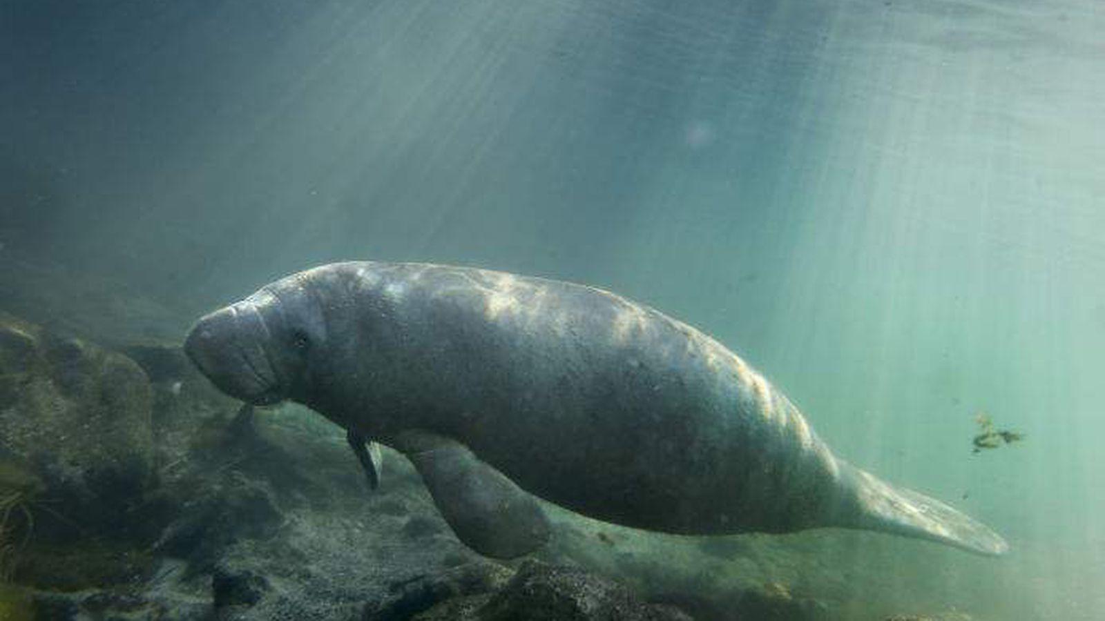 Sea Manatee Wallpapers - Top Free Sea Manatee Backgrounds - WallpaperAccess