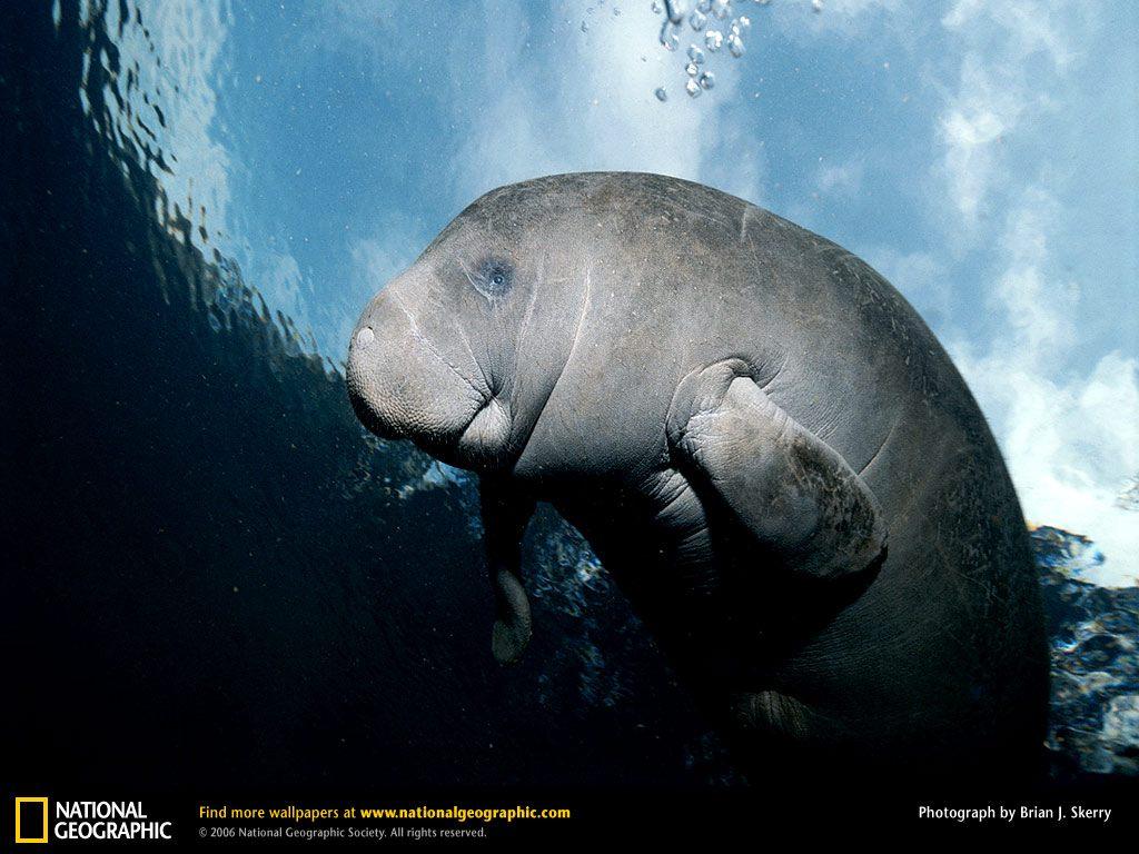 Sea Manatee Wallpapers - Top Free Sea Manatee Backgrounds - WallpaperAccess