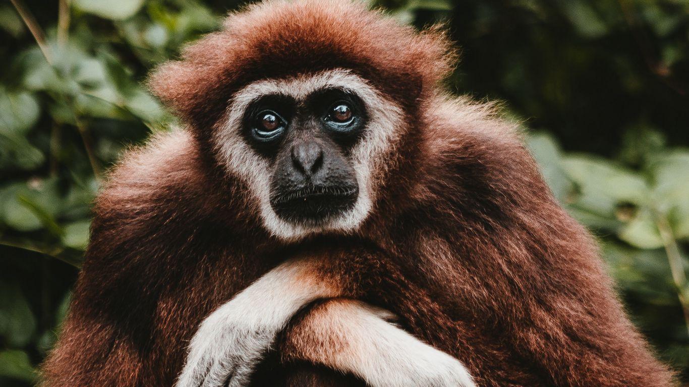 1366X768 Gabon Wallpapers - Top Free 1366X768 Gabon Backgrounds ...